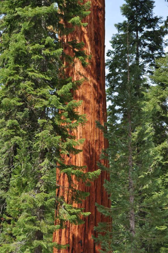 A cor avermelhada das sequoias do Sequoia National Park, na Califórnia ...