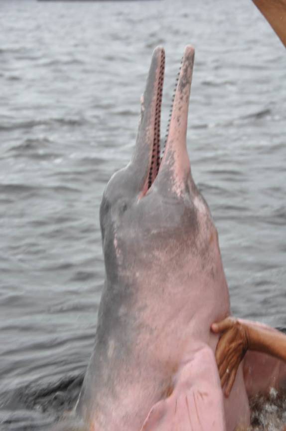 Boto Cor de Rosa, em Novo Airão - AM