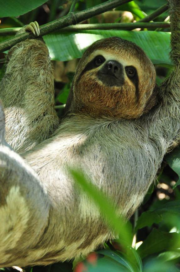 O ativo bicho-preguiça que vive no nosso lodge em Puerto Maldonado, na ...