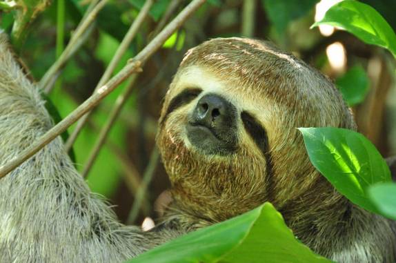 O ativo bicho-preguiça que vive no nosso lodge em Puerto Maldonado, na ...