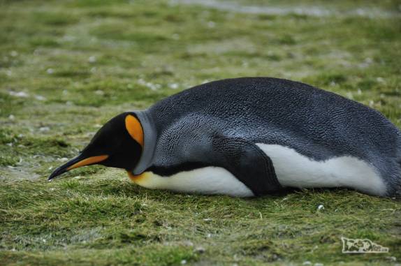 Um pinguim rei descansa deitado nos campos gramados de Salisbury Plain ...