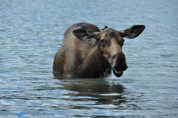 Uma simpática e fotogênica fêmea de alce (uma 'musa') se alimenta no ...