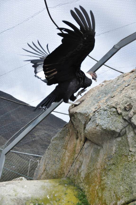 Uum vistoso condor em sua 'gaiola', na egião dos Andes venezuelanos ...